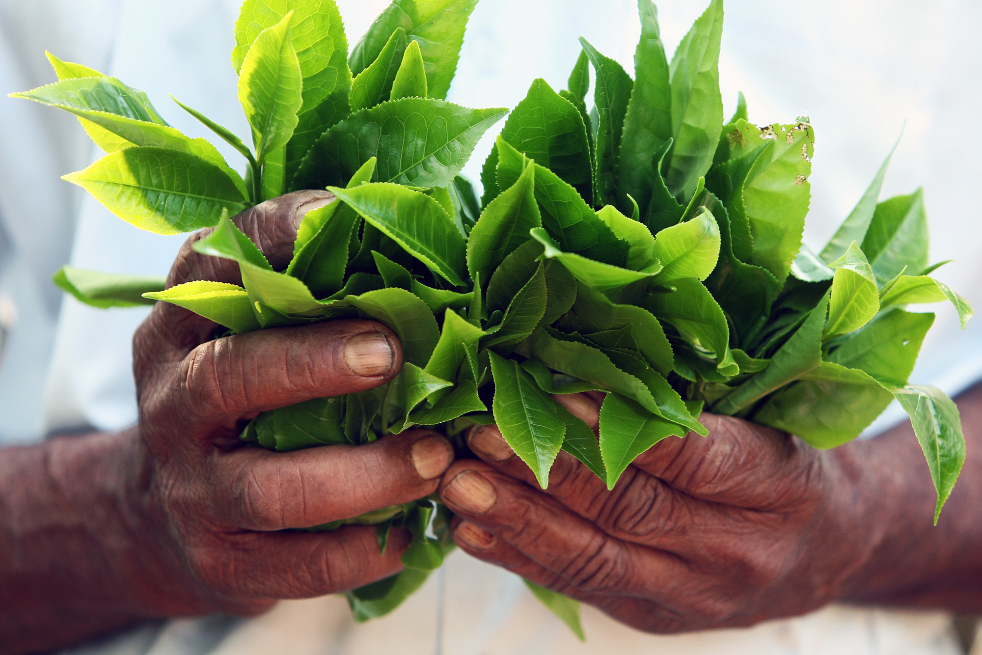 Sustainability | Bell Tea NZ